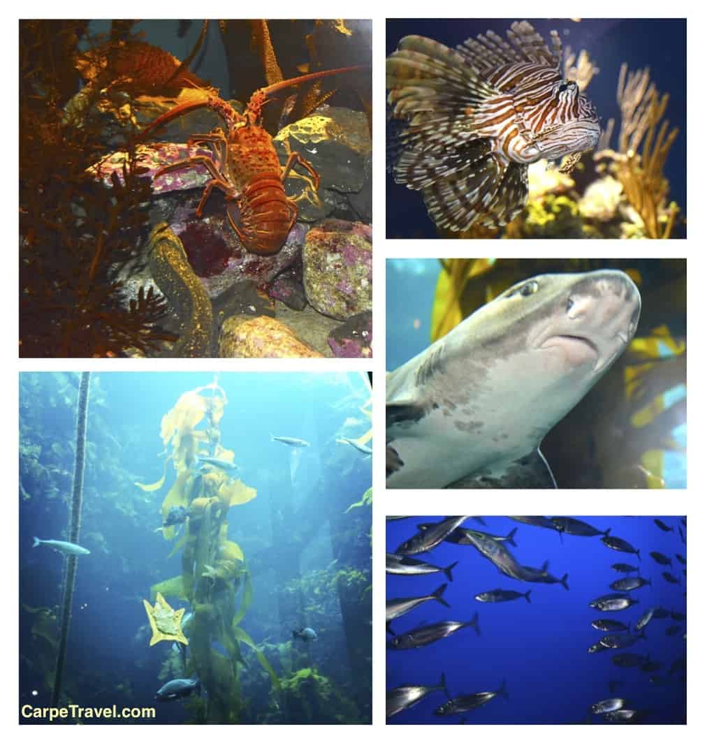 I want to be in an Octopuses Garden...at the Monterey Bay Aquarium