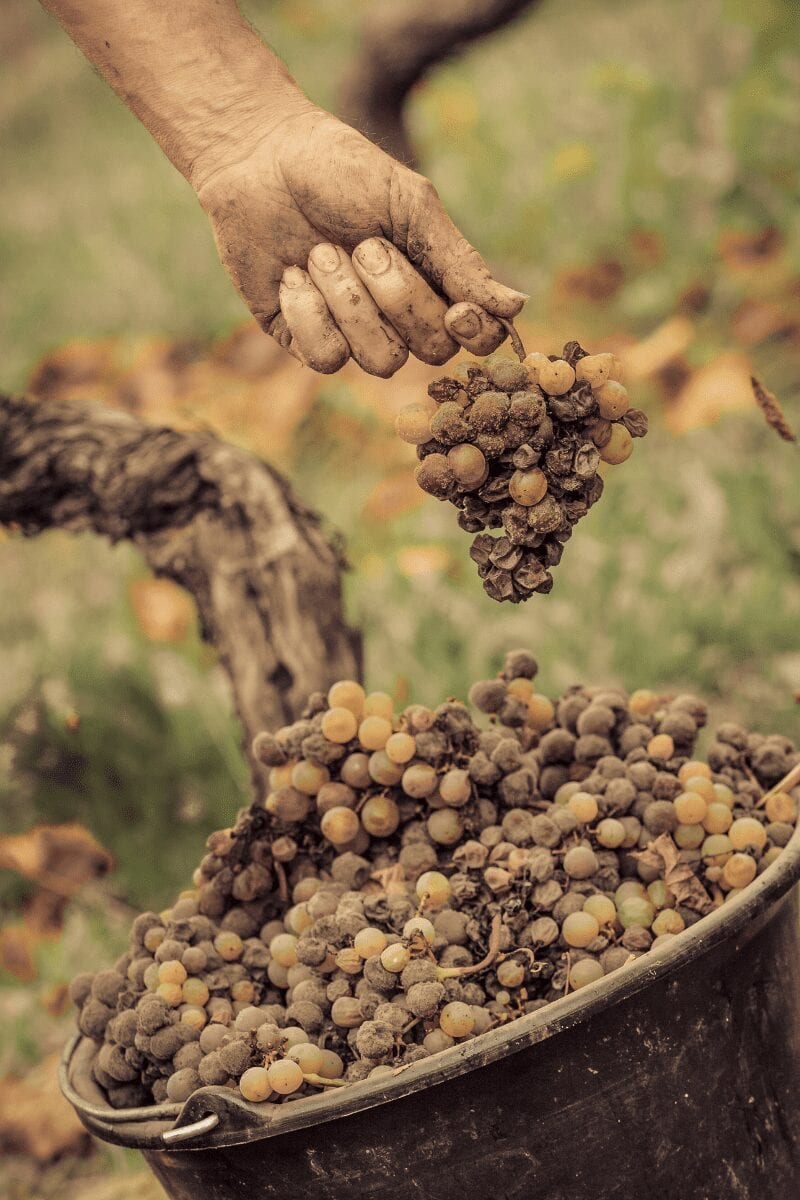 Wine 101: Guide to Understanding Semillon Wine - Carpe Travel