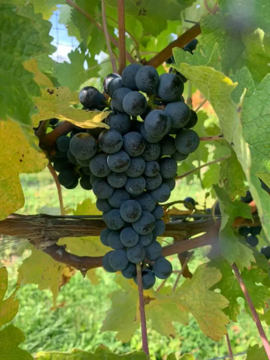 Ohio Wine Travel Guide | Ohio Wineries | Carpe Travel