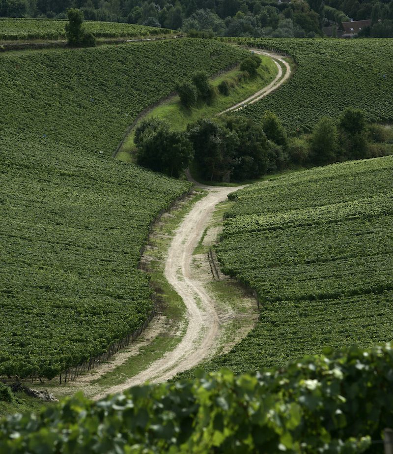 A Beginner’s Guide to Wine Tasting in Burgundy, France | Carpe Travel